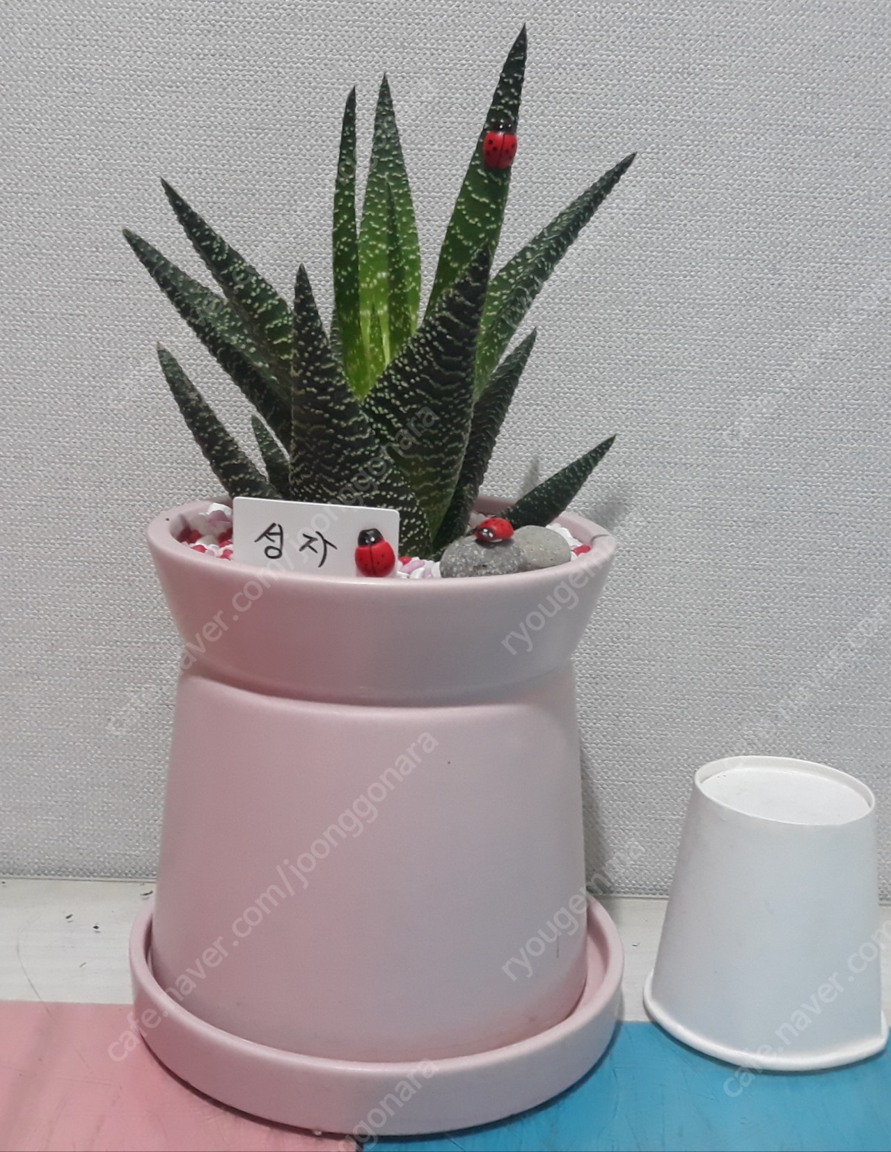 대구택배가능 고급 초록 다육이 성자~공기정화 식물 인테리어소품 중고나라